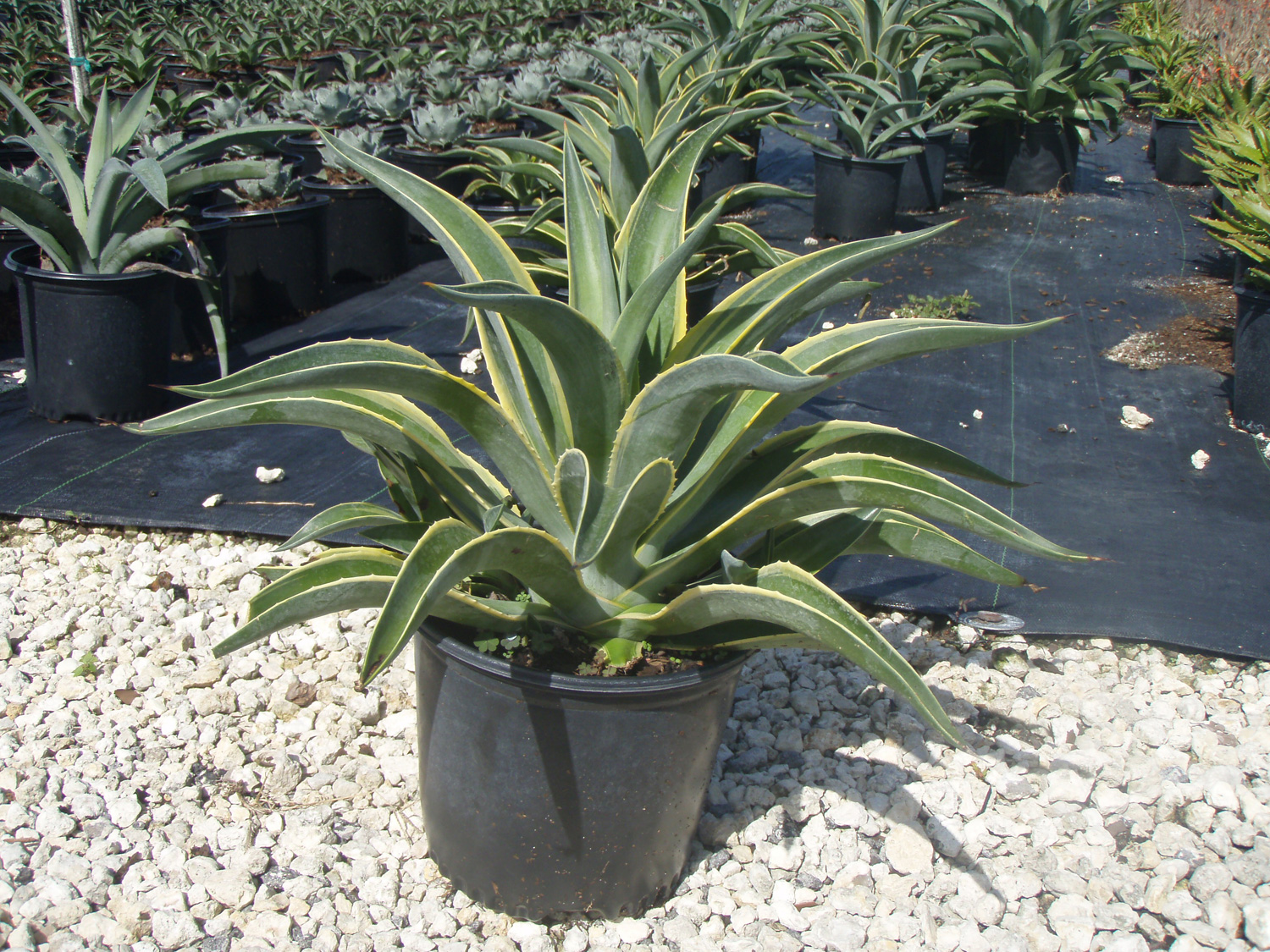 Island Tropical Foliage Wholesale Nursery – Wholesale Nursery in ...