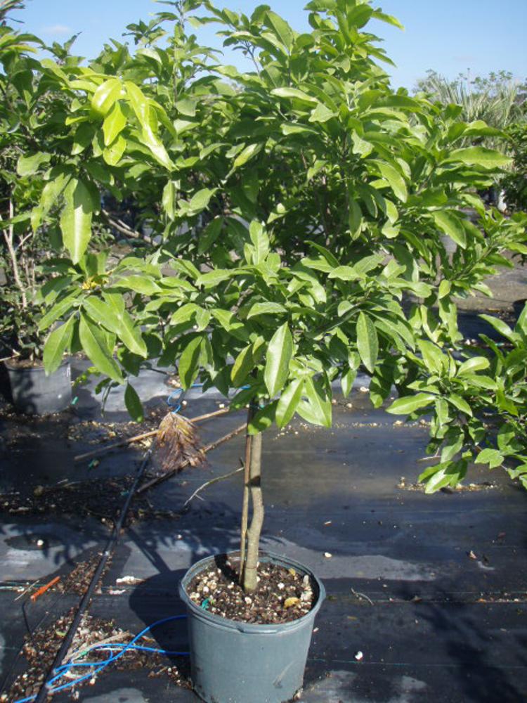 Unique Tropicals – Island Tropical Foliage Wholesale Nursery