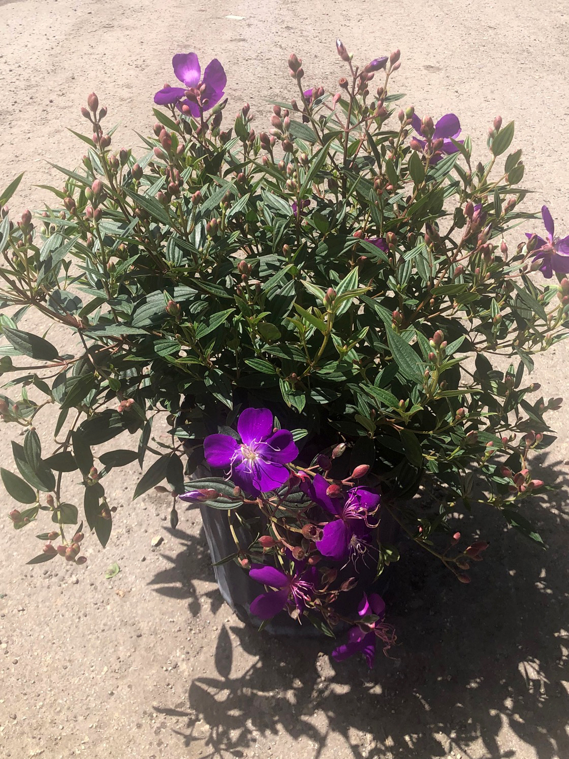 Unique Tropicals – Island Tropical Foliage Wholesale Nursery